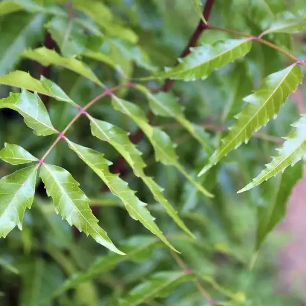Check Out Importance of Neem Tree - Nature365