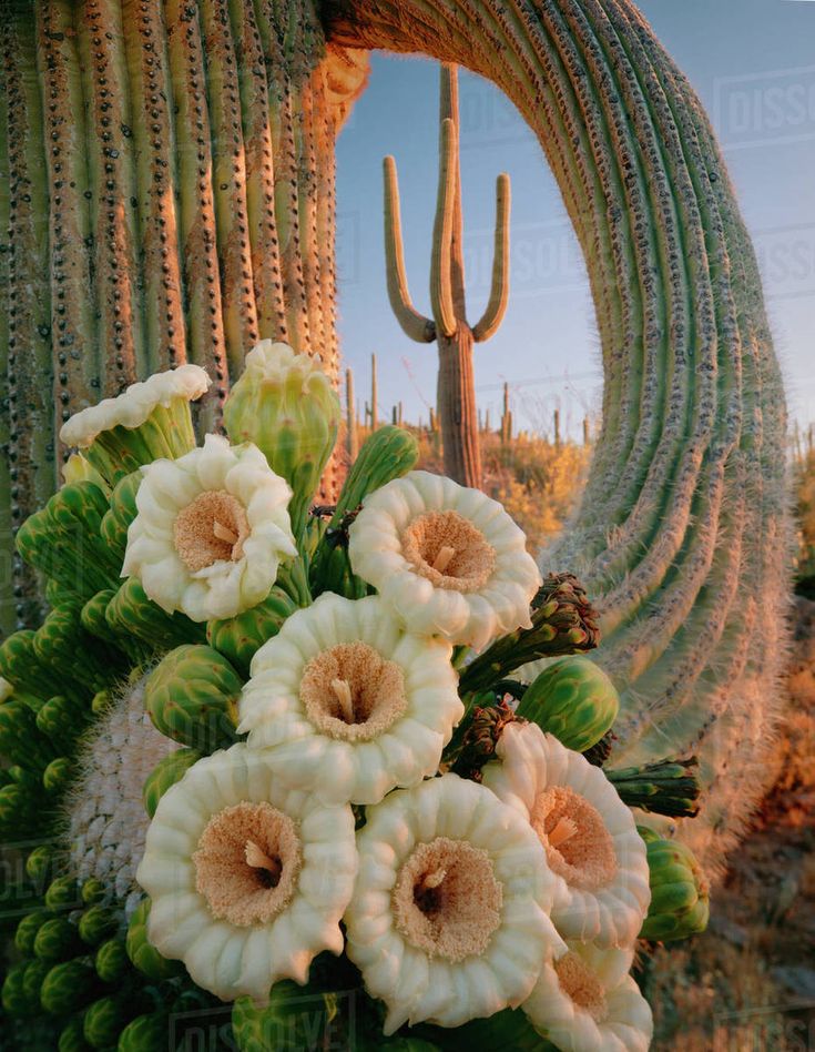 An Iconic Symbol Of The Sonoran Desert ‘Saguaro Cactus’ - Nature365