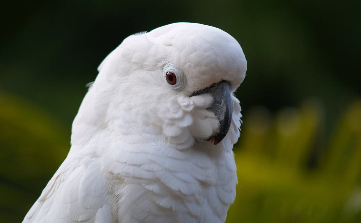 Wild Cockatoos Are Pretty Darn Smart, Scientists Find Bird Intelligence ...